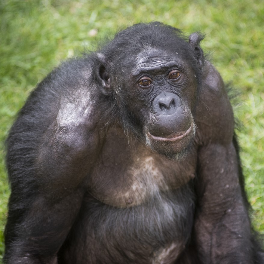 Meet the Bonobos at the Columbus Zoo! | Columbus Zoo and Aquarium