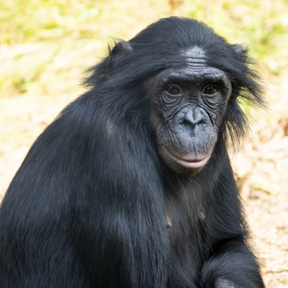 Meet the Bonobos | Columbus Zoo and Aquarium