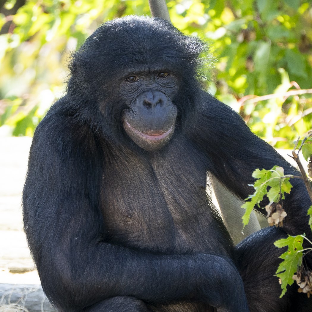 Meet the Bonobos | Columbus Zoo and Aquarium