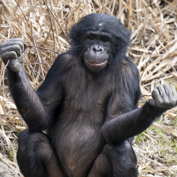 Meet the Bonobos at the Columbus Zoo! | Columbus Zoo and Aquarium