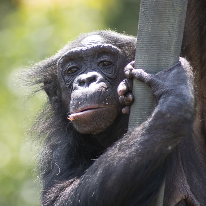 Meet the Bonobos | Columbus Zoo and Aquarium