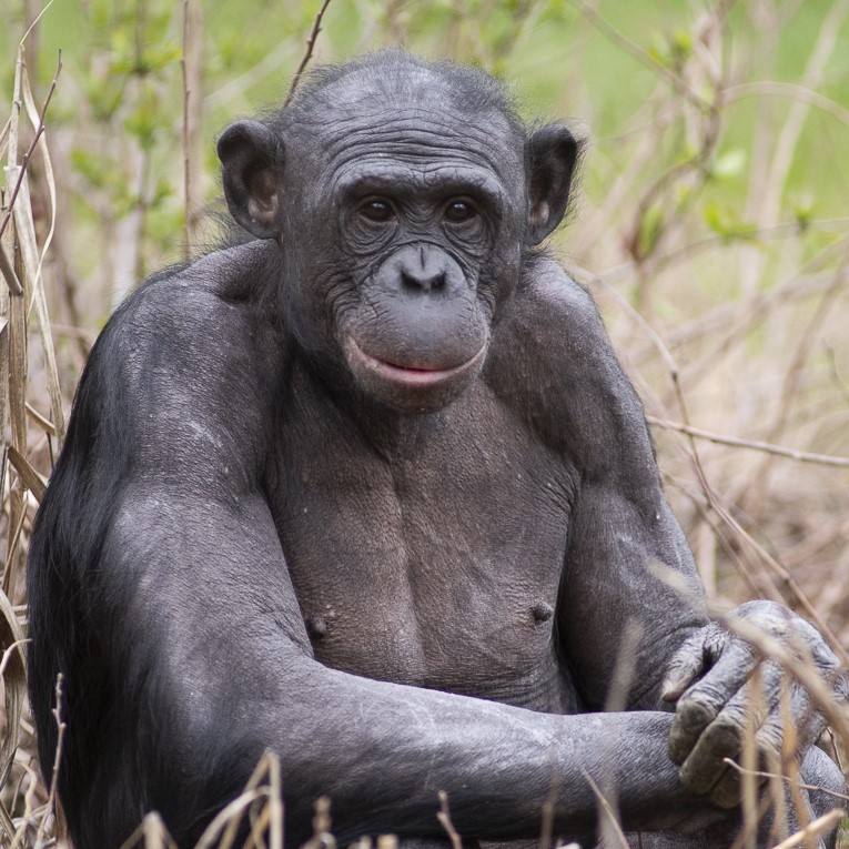 Meet the Bonobos | Columbus Zoo and Aquarium