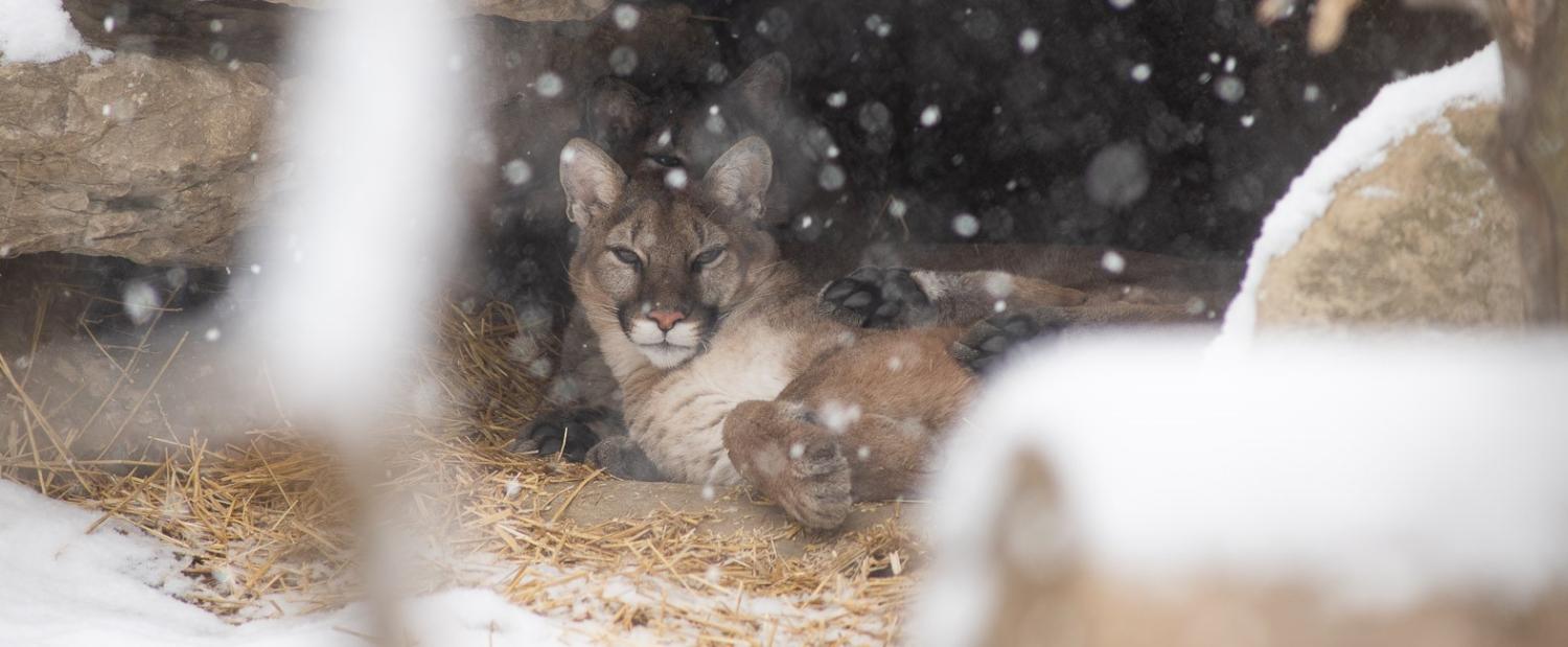 Winter at the Zoo | Columbus Zoo and Aquarium
