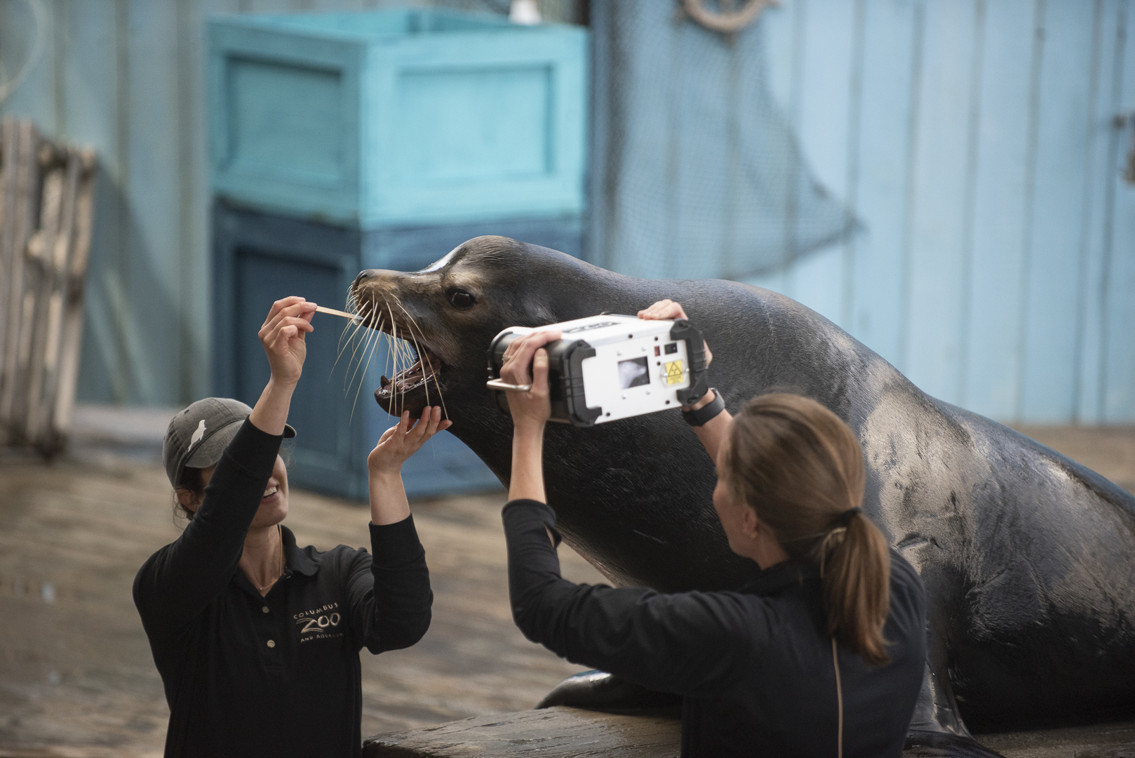 Flipping for Health: How the Columbus Zoo's Adventure Cove Team Keeps ...