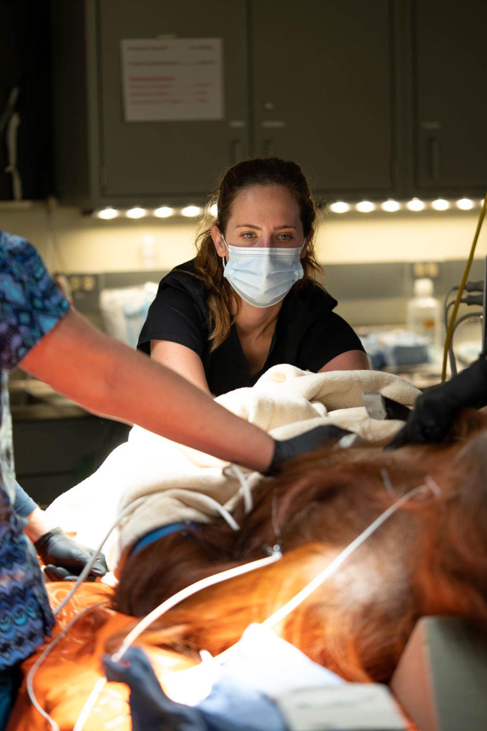 The Columbus Zoo Partners with the Great Ape Heart Project to Enhance ...