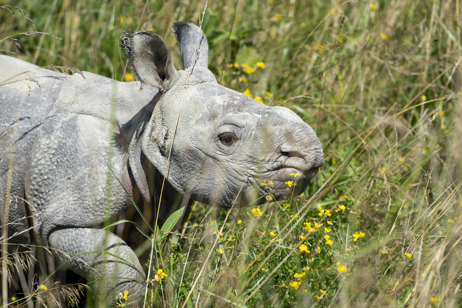 A Rohini Baby: Meet the Newest Rhino at The Wilds | Columbus Zoo and ...
