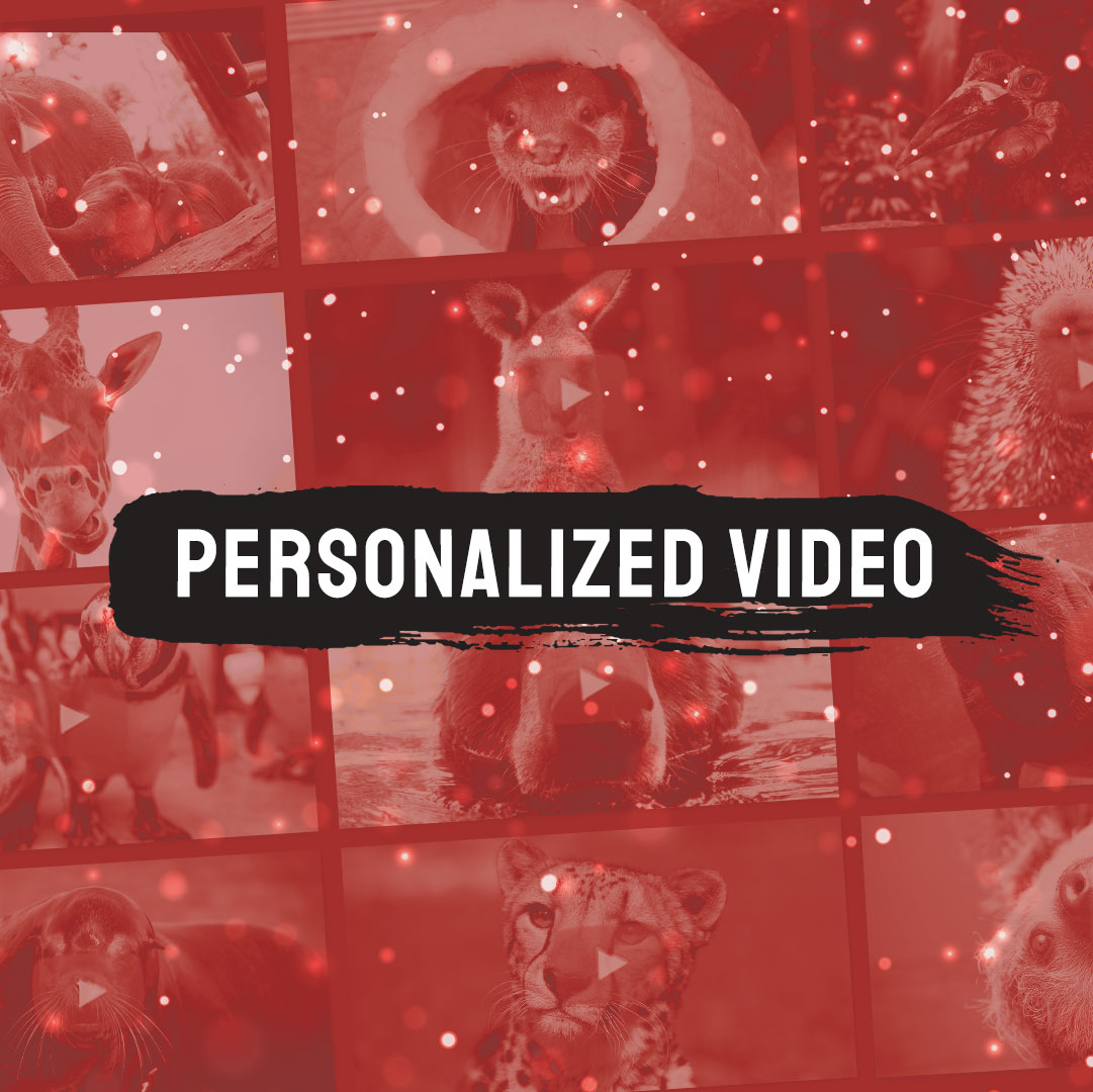 Holiday Gift Guide | Columbus Zoo and Aquarium