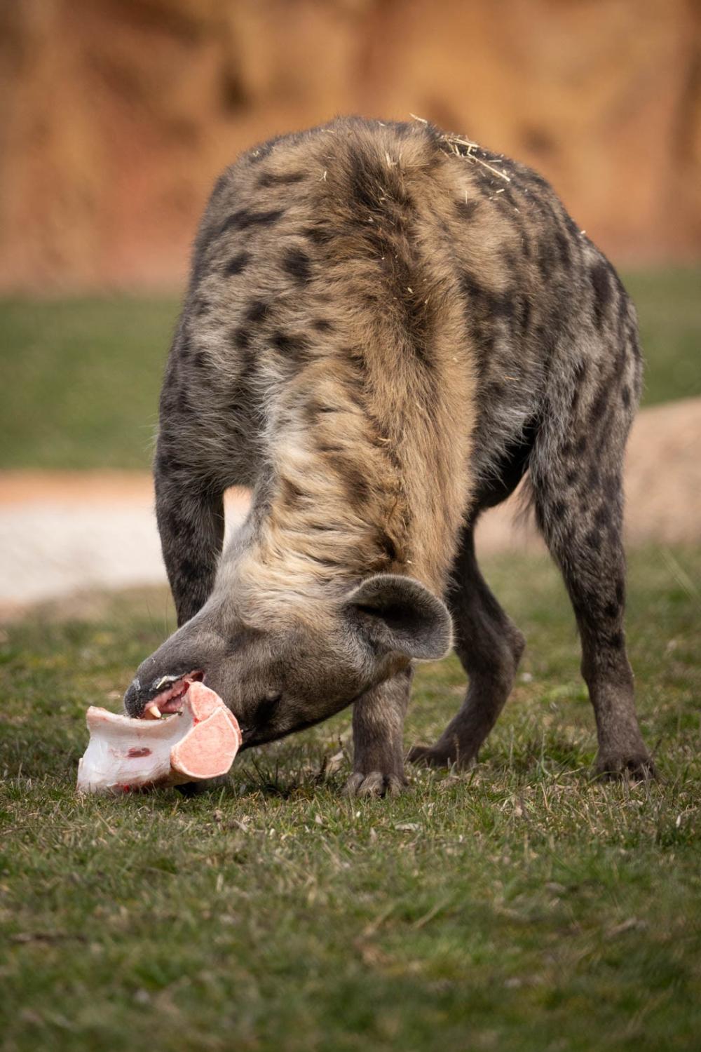 Columbus Zoo Animal Nutrition: What to Feed a Hyena | Columbus Zoo and ...