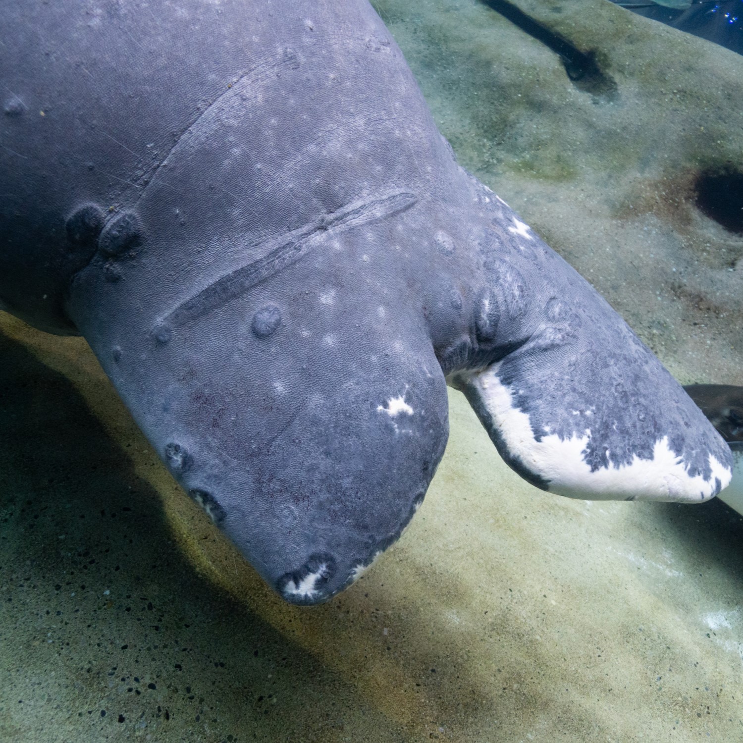 Wider Caribbean Manatee Alliance | Columbus Zoo and Aquarium