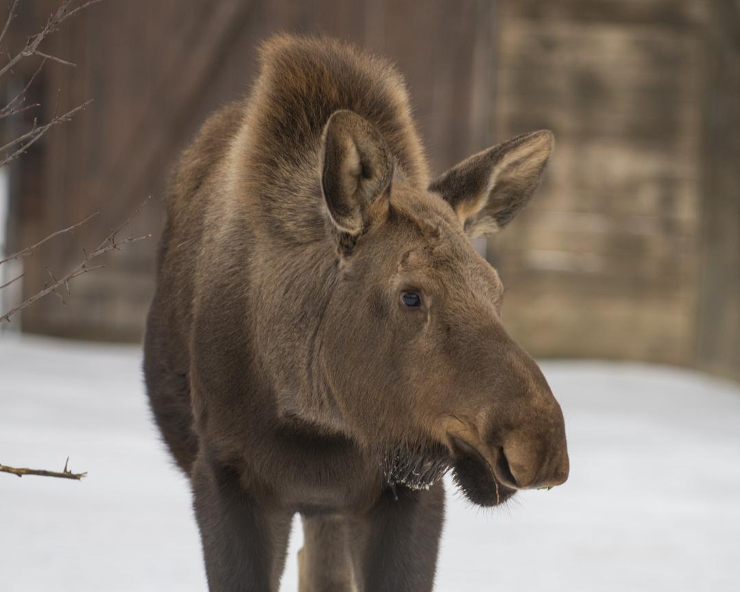 Wild Wishes | Columbus Zoo and Aquarium