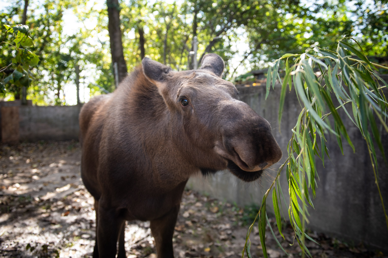 Wild Wishes | Columbus Zoo and Aquarium