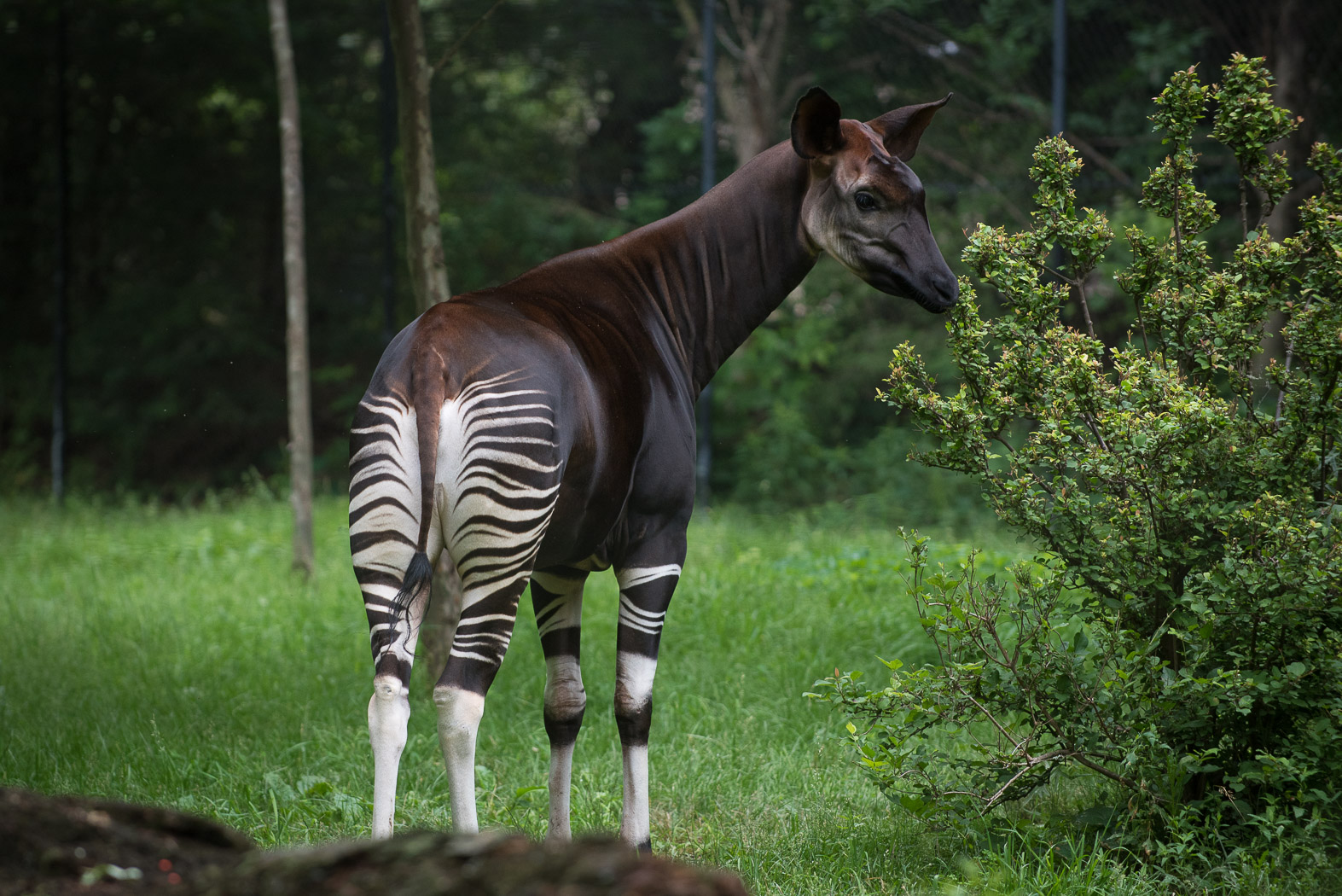 Is it a Horse? Is it a Zebra? It's an Okapi! | Columbus Zoo and Aquarium