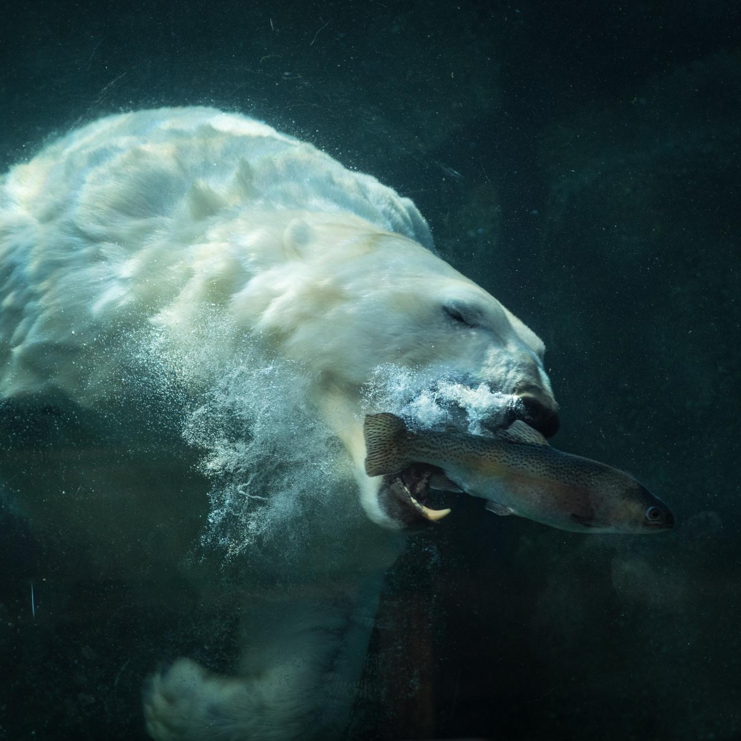 AZA SAFE Participation | Columbus Zoo and Aquarium