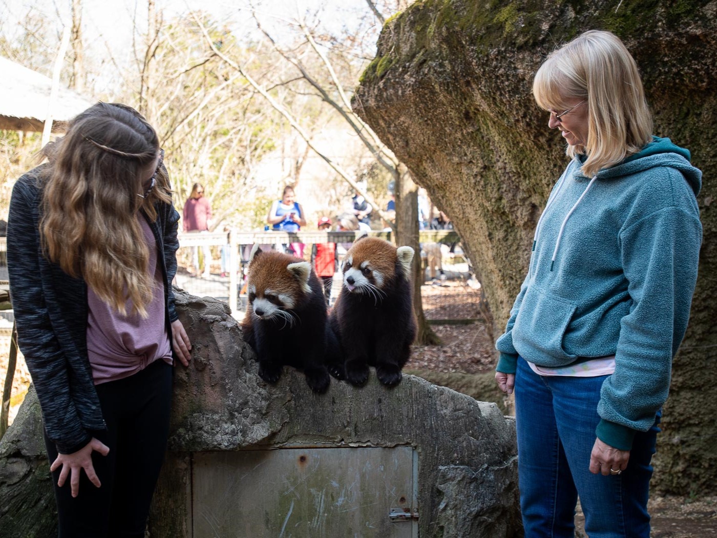 Red Panda Experience | Columbus Zoo and Aquarium