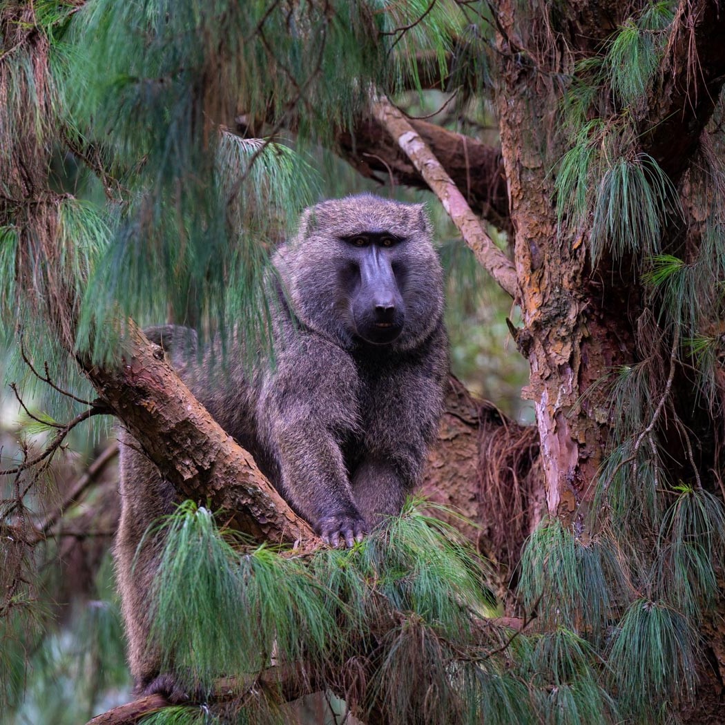 Through The Lens: A Columbus Zoo Photographer's Journey To Rwanda ...