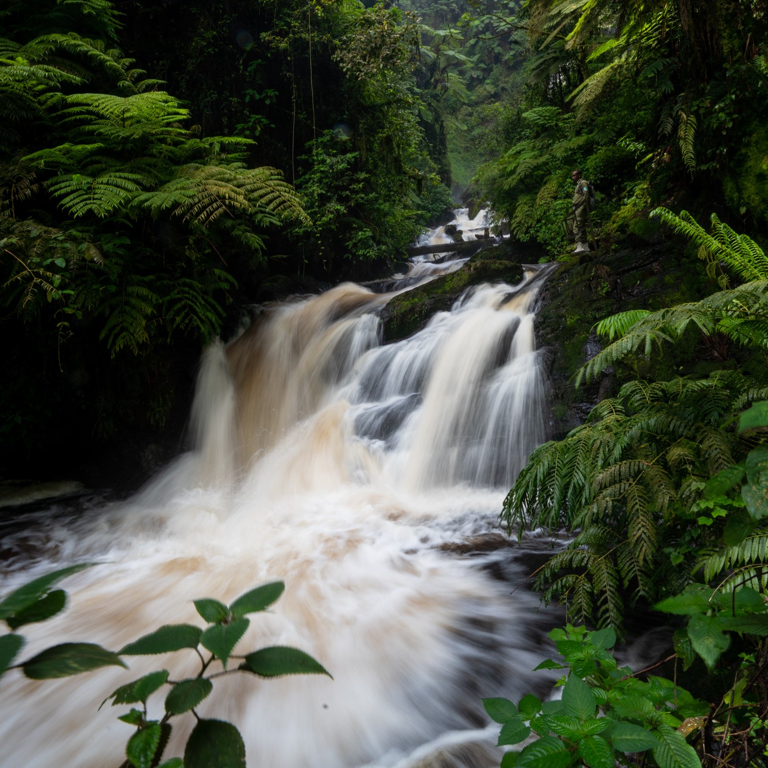 Through The Lens: A Columbus Zoo Photographer's Journey To Rwanda ...