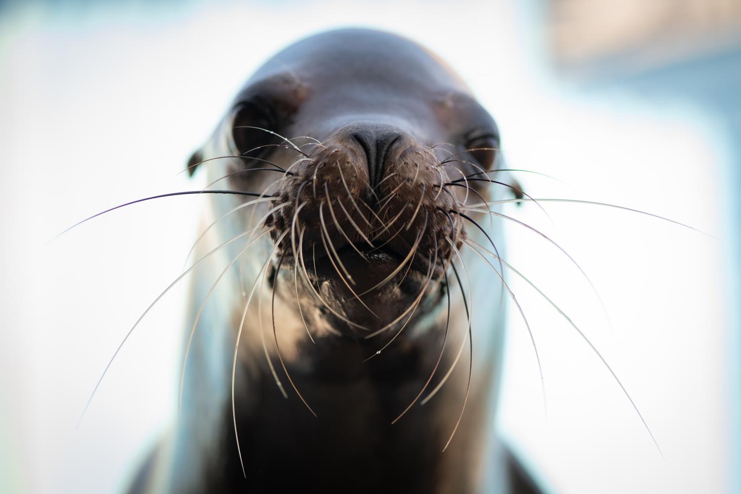 Sea Lion Vision Restoration: A Glimpse into Cataract Surgery at the ...
