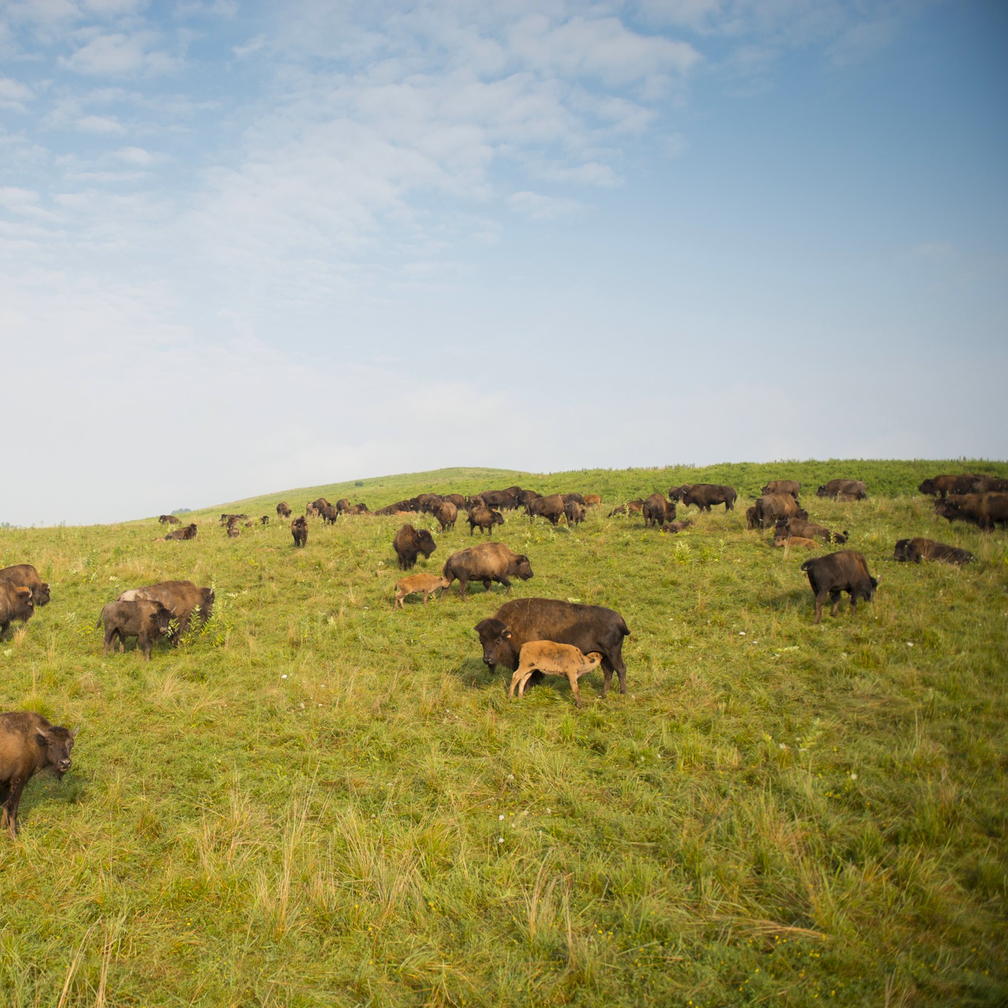 North American Center for Bison Conservation | Columbus Zoo and Aquarium