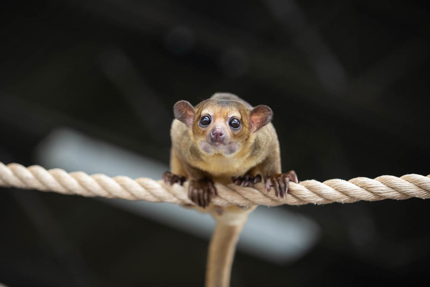 Jack Hanna's Animal Encounters Village Experience | Columbus Zoo and ...