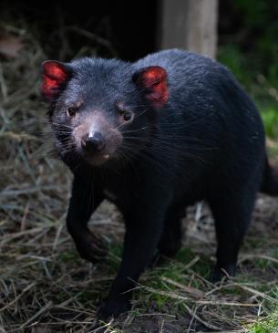 Australia and the Islands | Columbus Zoo and Aquarium