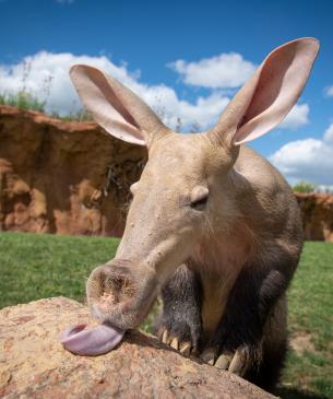 Columbus Zoo | Aardvark