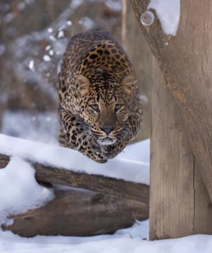 Columbus Zoo | Leopard