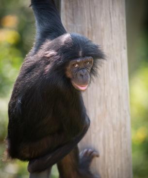 Bonobo | Columbus Zoo and Aquarium