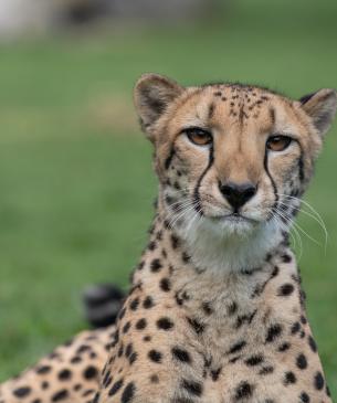 Columbus Zoo | Cheetah