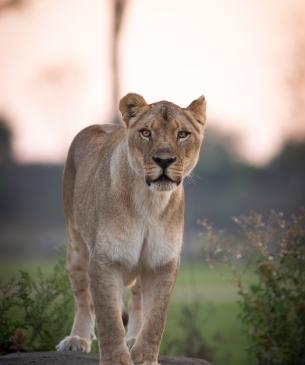 African Lion | Columbus Zoo and Aquarium