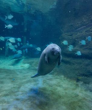 Florida Manatee | Columbus Zoo and Aquarium