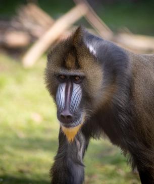 Mandrill | Columbus Zoo and Aquarium