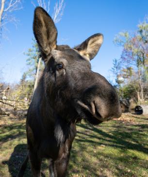 Columbus Zoo | Moose