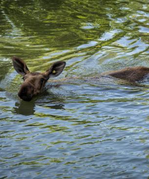 Columbus Zoo | Moose