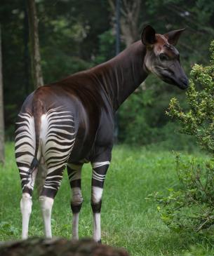 Okapi | Columbus Zoo and Aquarium