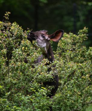 Okapi | Columbus Zoo and Aquarium