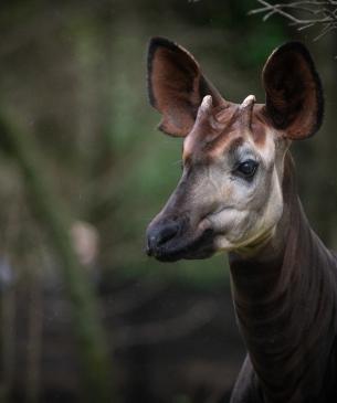Okapi | Columbus Zoo and Aquarium