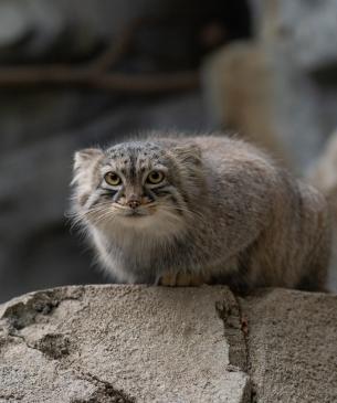 Pallas’ Cat | Columbus Zoo and Aquarium