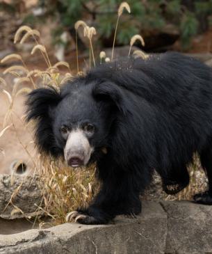 Sloth Bear | Columbus Zoo and Aquarium