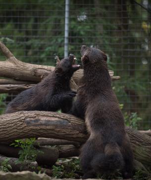 Wolverine | Columbus Zoo and Aquarium