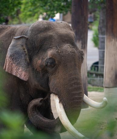 Columbus Zoo and Aquarium: Animals