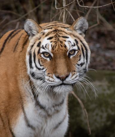 Columbus Zoo and Aquarium: Animals