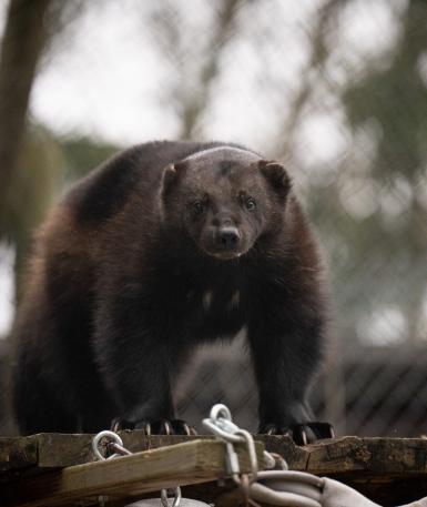 Columbus Zoo and Aquarium: Animals