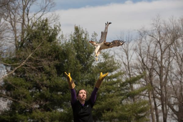 Bald Eagle | Columbus Zoo and Aquarium