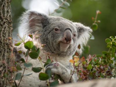 Animal Experiences | Columbus Zoo and Aquarium