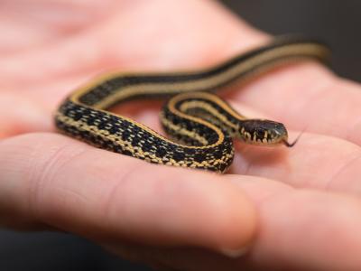 Animal Experiences | Columbus Zoo and Aquarium