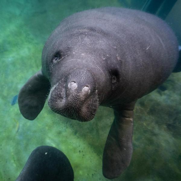 Shores and Aquarium | Columbus Zoo and Aquarium