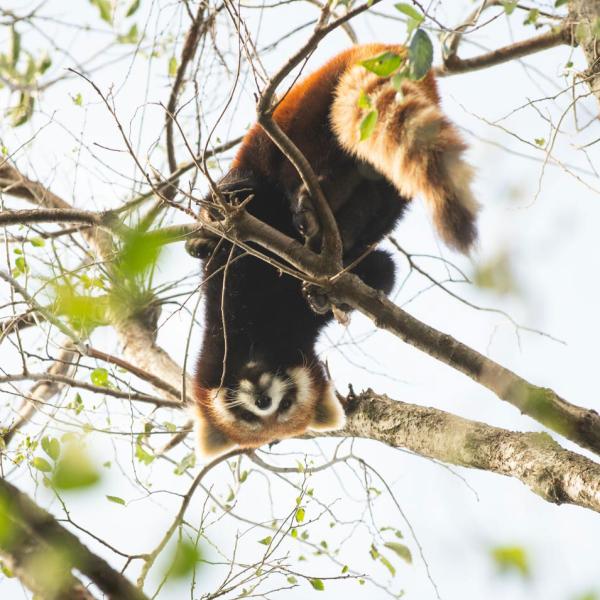 Asia Quest | Columbus Zoo and Aquarium