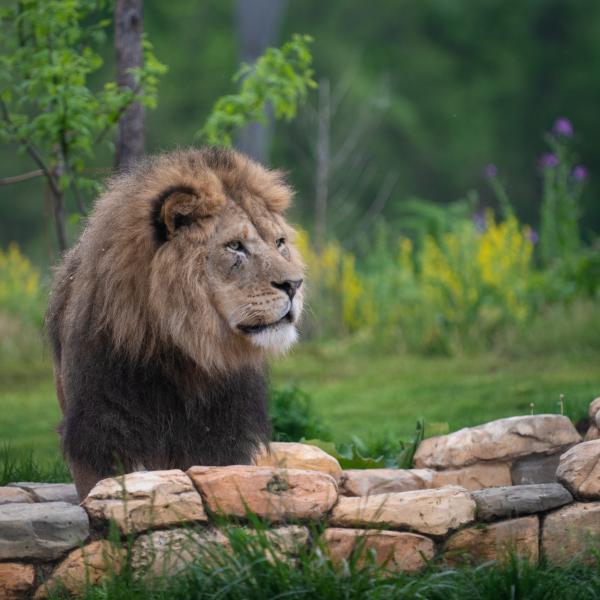 Columbus Zoo | Lion