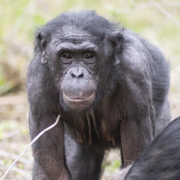 Bonobo | Columbus Zoo and Aquarium