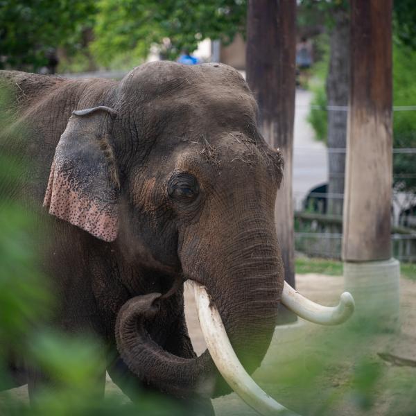 Asian Elephant | Columbus Zoo and Aquarium